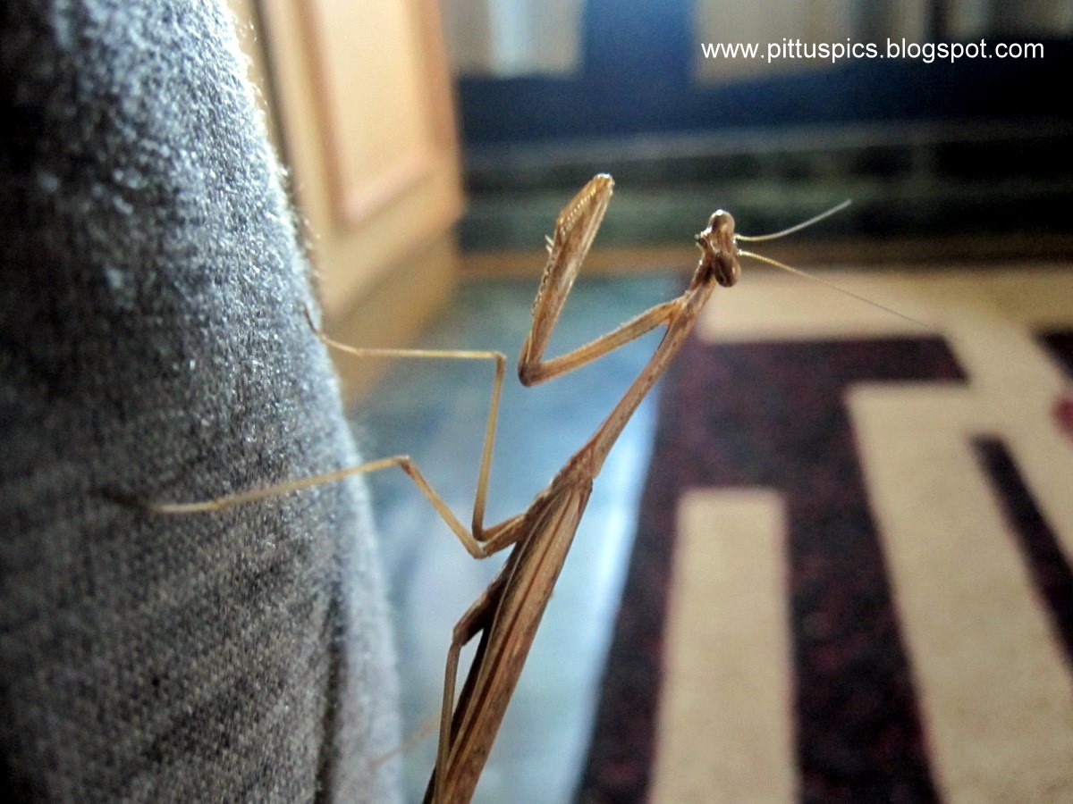 Pritham D'Souza Photography: Claw D the Friendly Praying Mantis